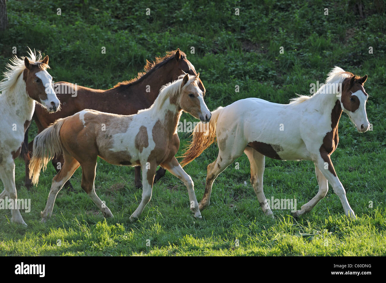 Yearlings hi-res stock photography and images - Alamy