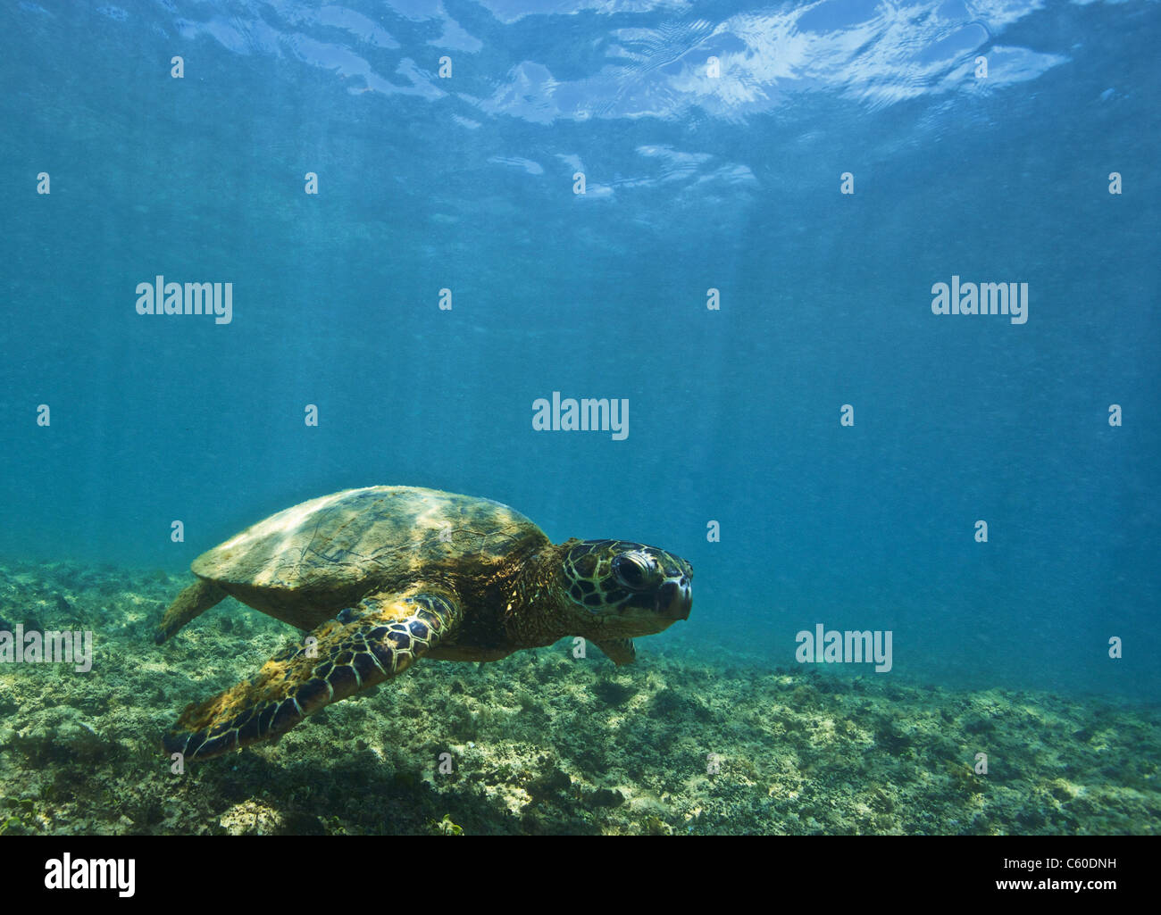 Class reptilia hi-res stock photography and images - Alamy