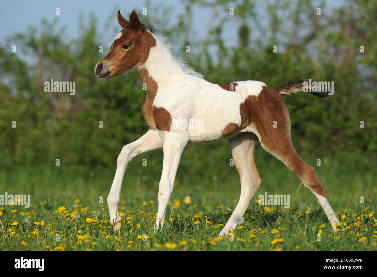 Pretty Pinto Arabian Horses