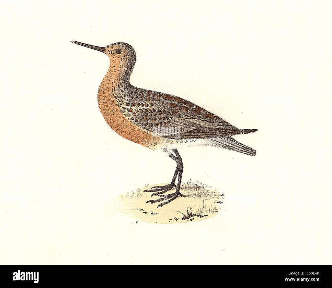 The Red-breasted Sandpiper, Knot, Red Knot (Tringa canutus, Calidris ...