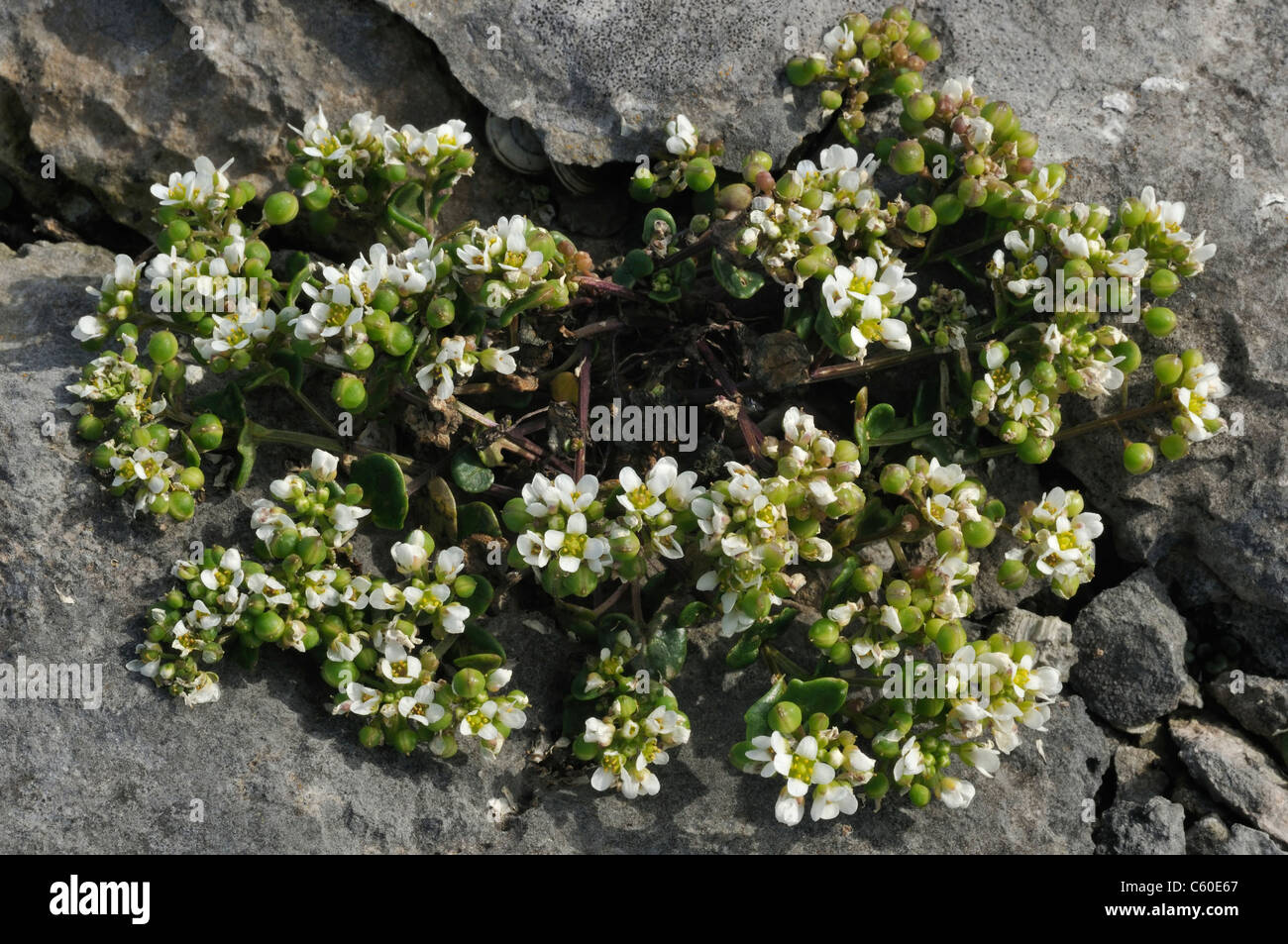 Common Scurvygrass - Cochlearia officinalis Stock Photo - Alamy