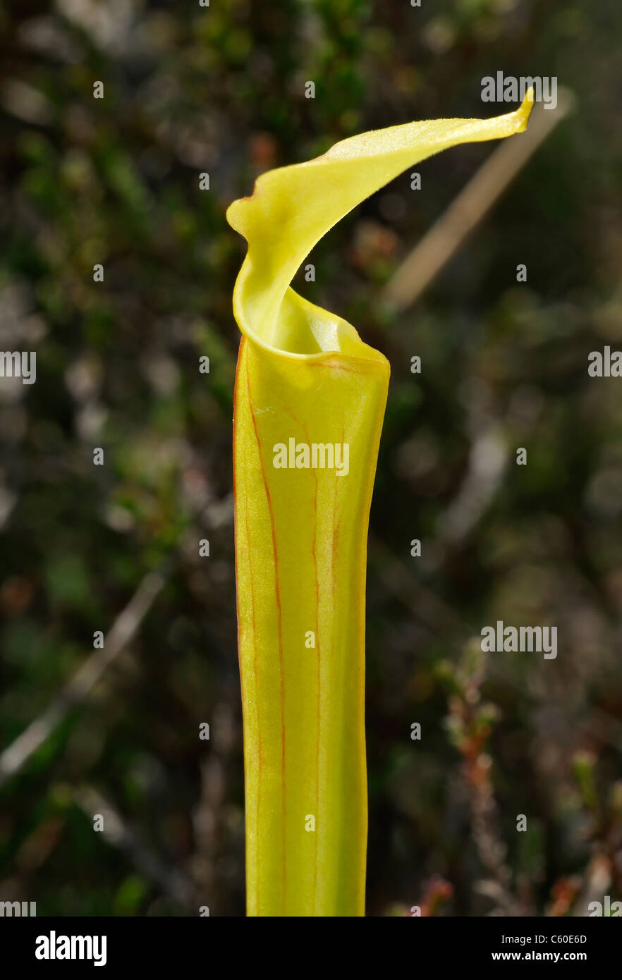 Yellow Pitcher Plant or Yellow Trumpet - Sarracenia flava Carnivorous ...