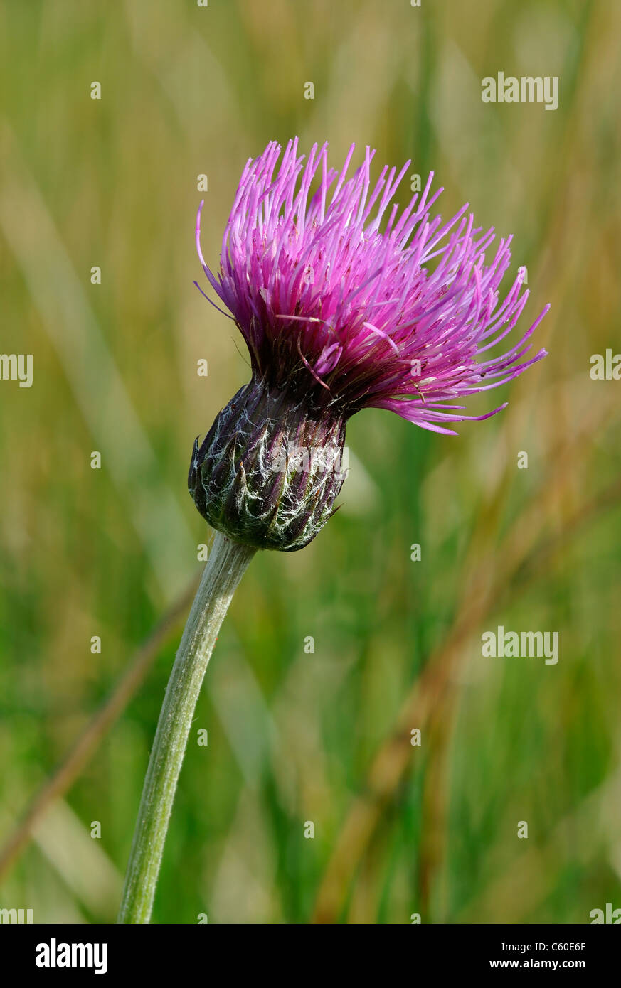 Meadow Thistle - Cirsium dissectum Stock Photo - Alamy