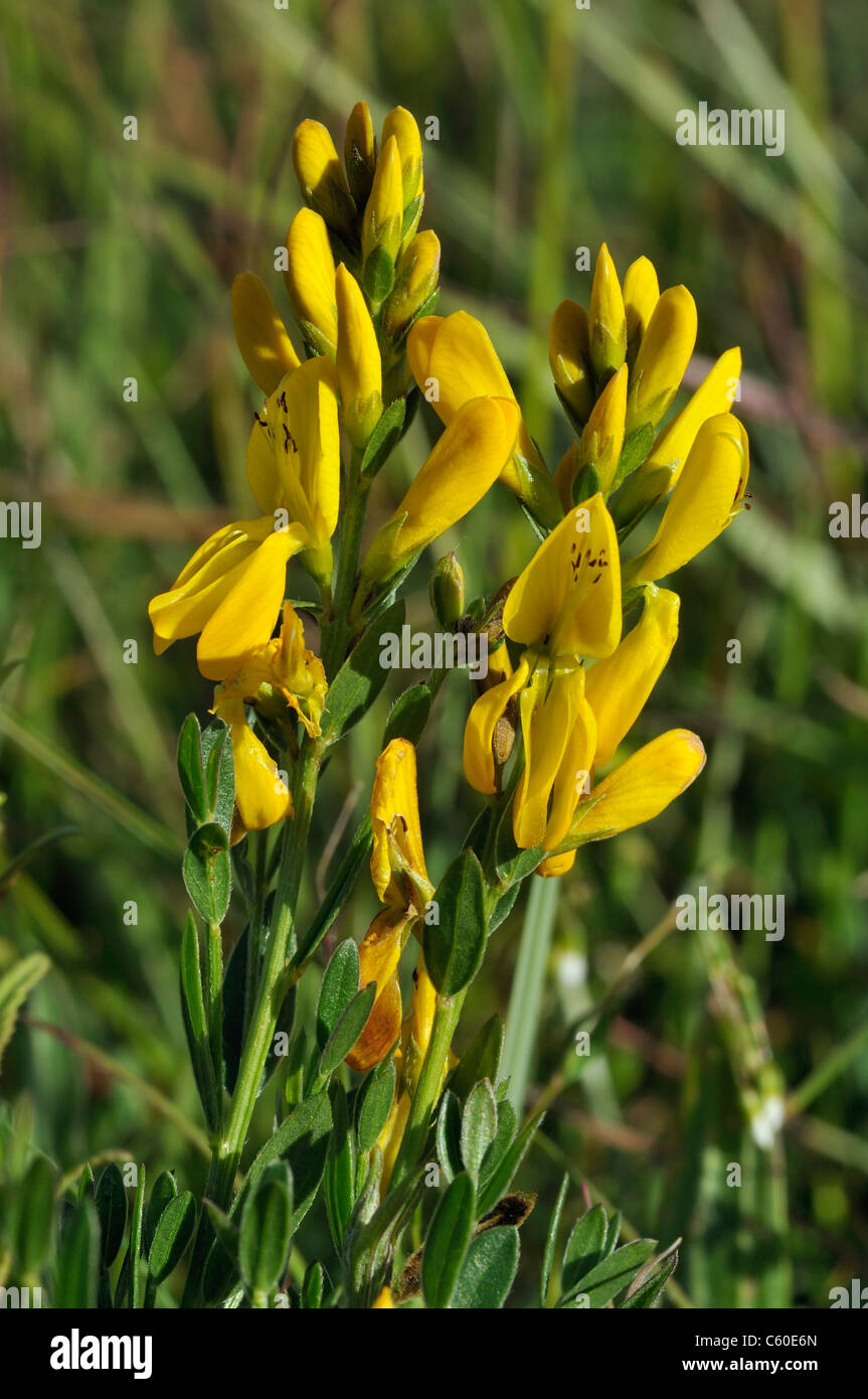 Dyers greenweed hi-res stock photography and images - Alamy