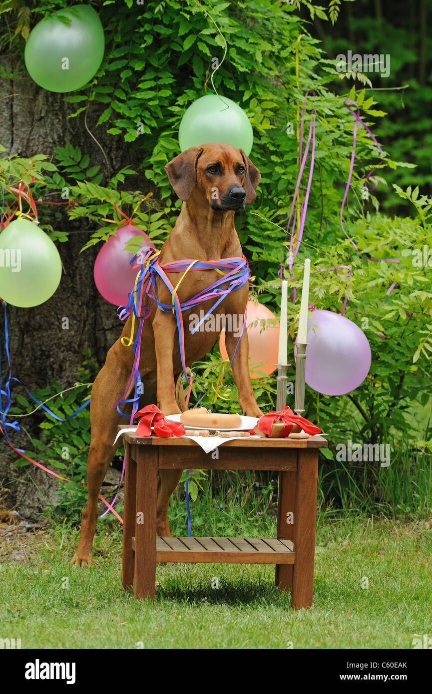 Rhodesian Ridgeback. Bitch standing with its front feet on a table with ...
