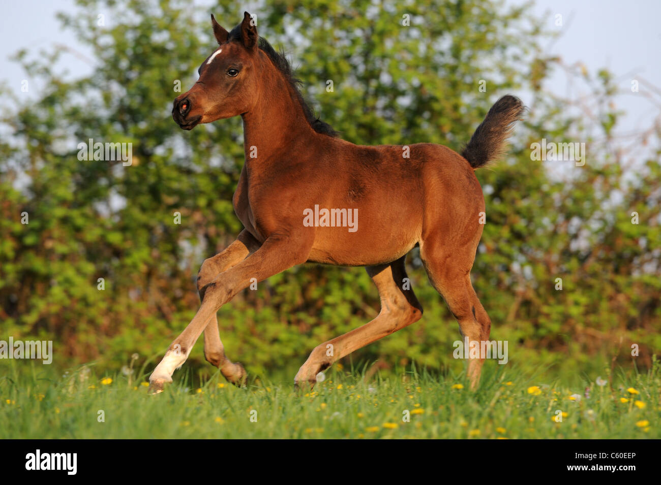 Bay Arabian Horse Galloping