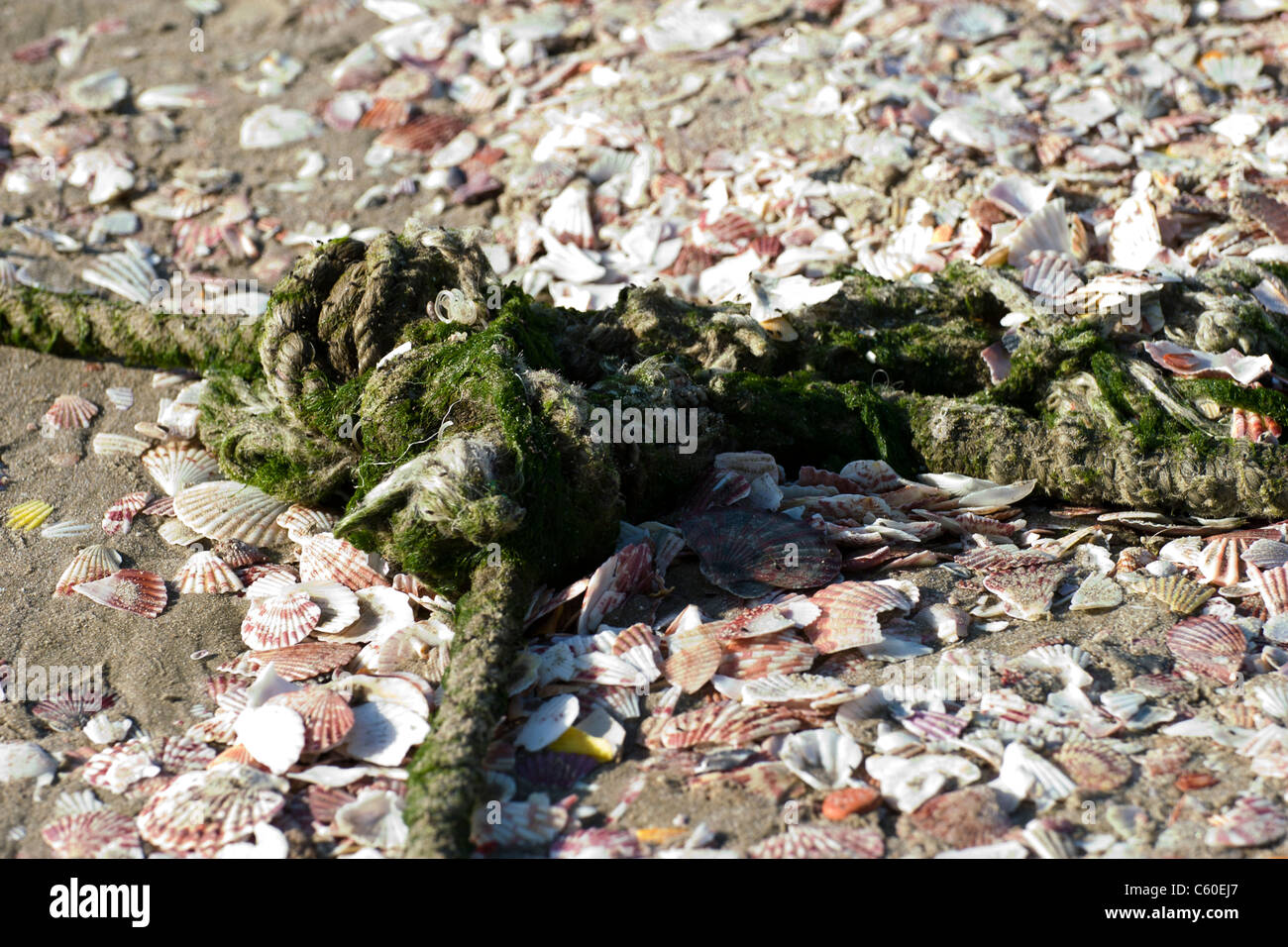 Cord of shells hi-res stock photography and images - Alamy
