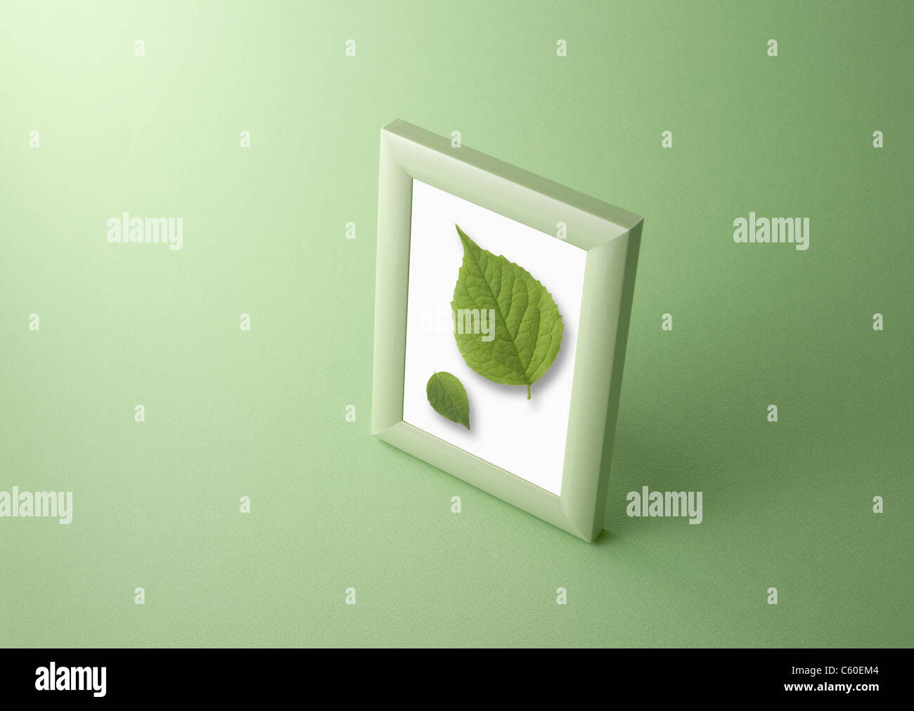 Photo frame with leaves Stock Photo - Alamy
