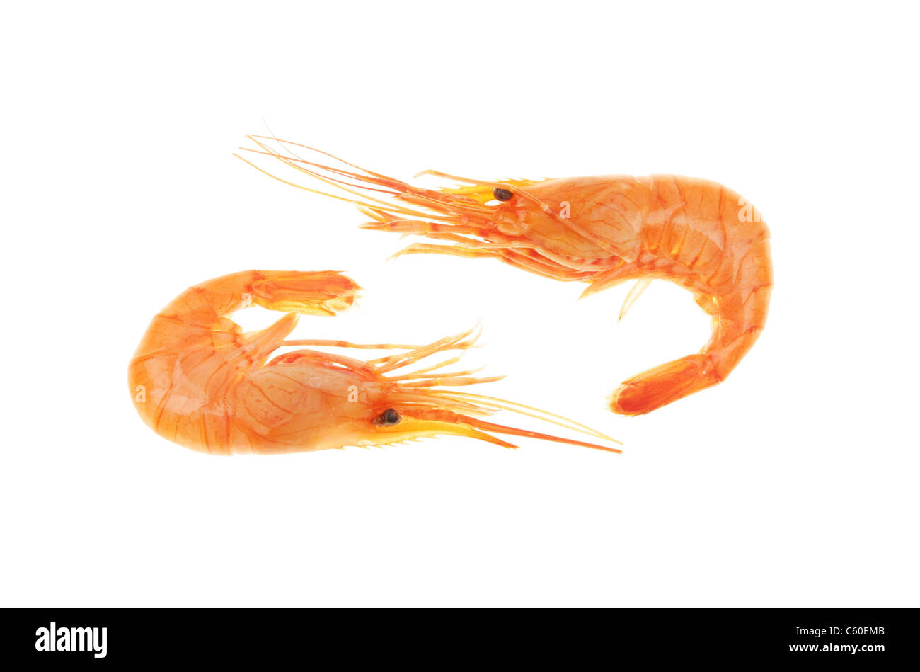 Two cooked prawns isolated on white Stock Photo - Alamy