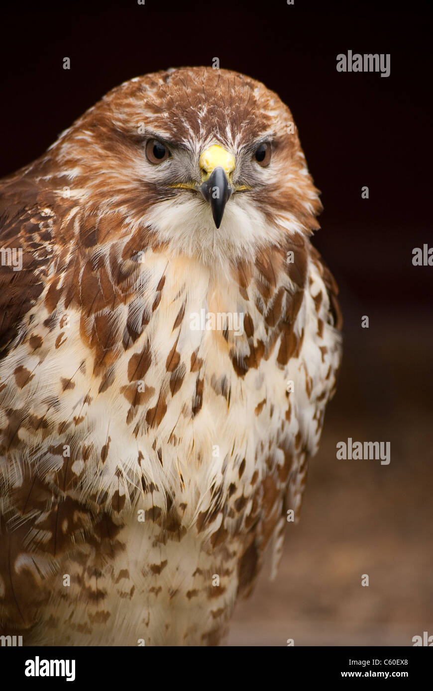 European buzzard hi-res stock photography and images - Alamy