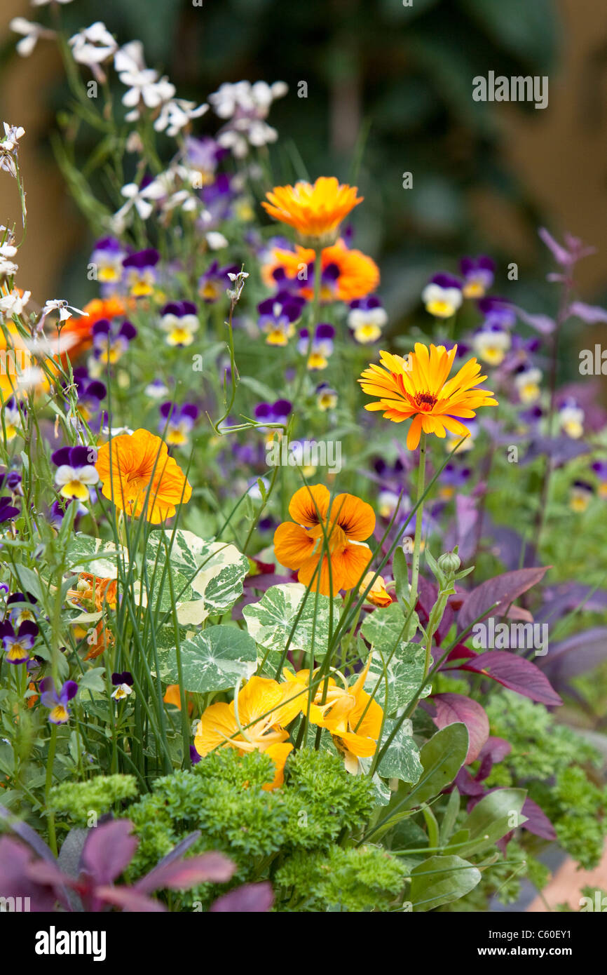 Pansy, Viola, Violet and Marigolds, England, UK Stock Photo - Alamy