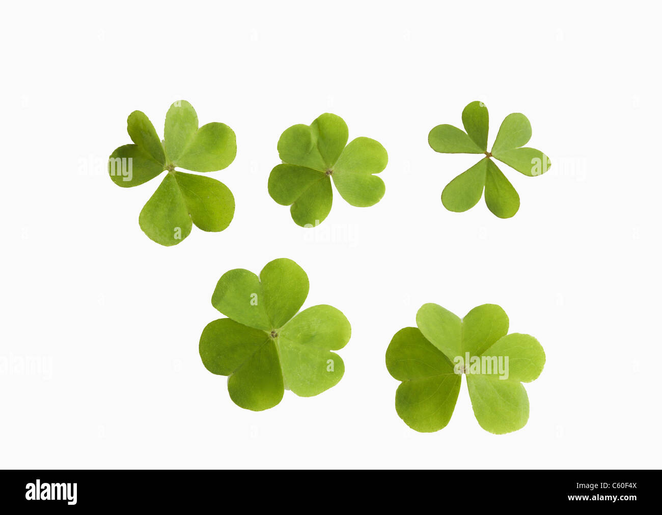 Five leaf clover Cut Out Stock Images & Pictures - Alamy