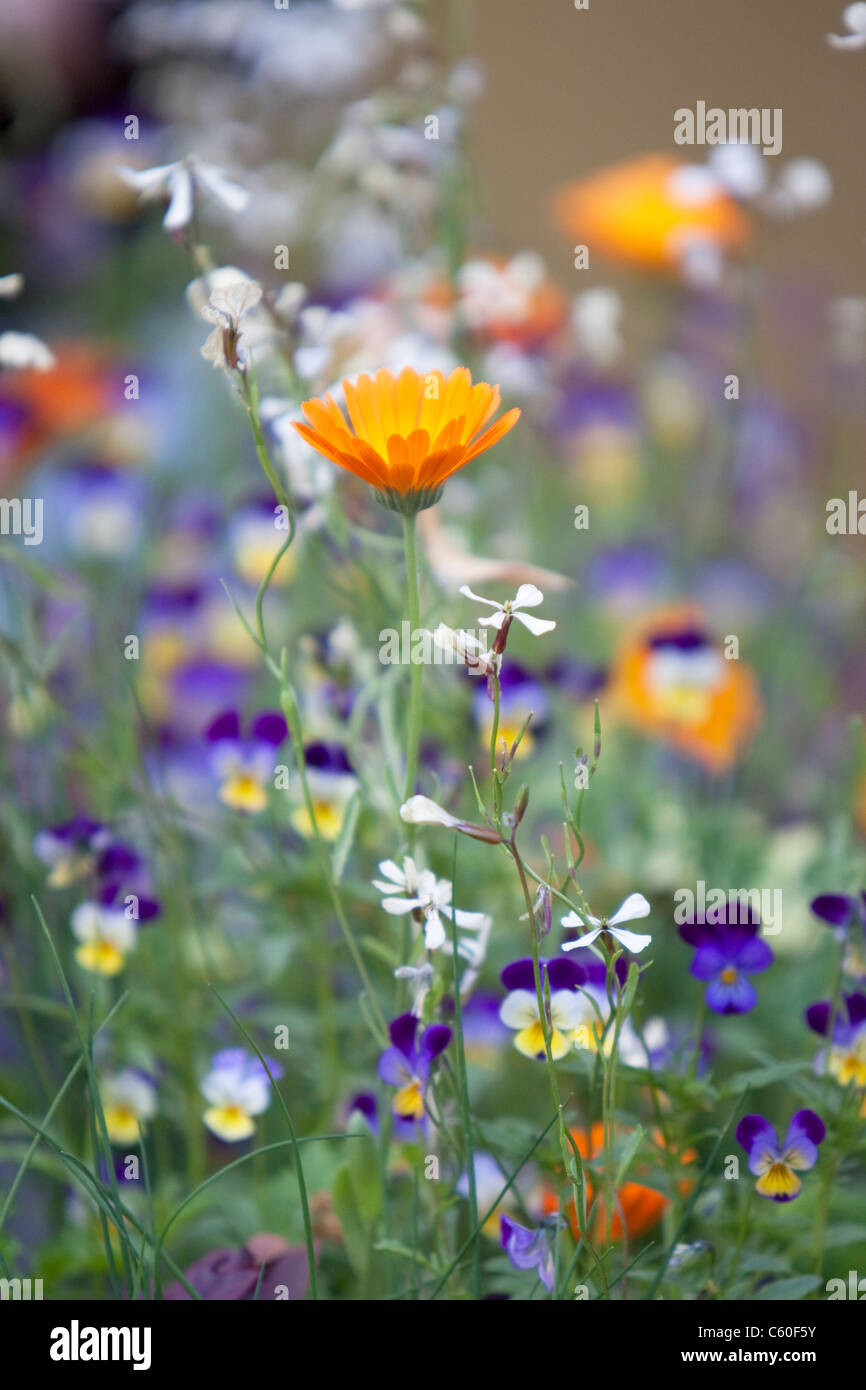 Marigolds hi-res stock photography and images - Alamy
