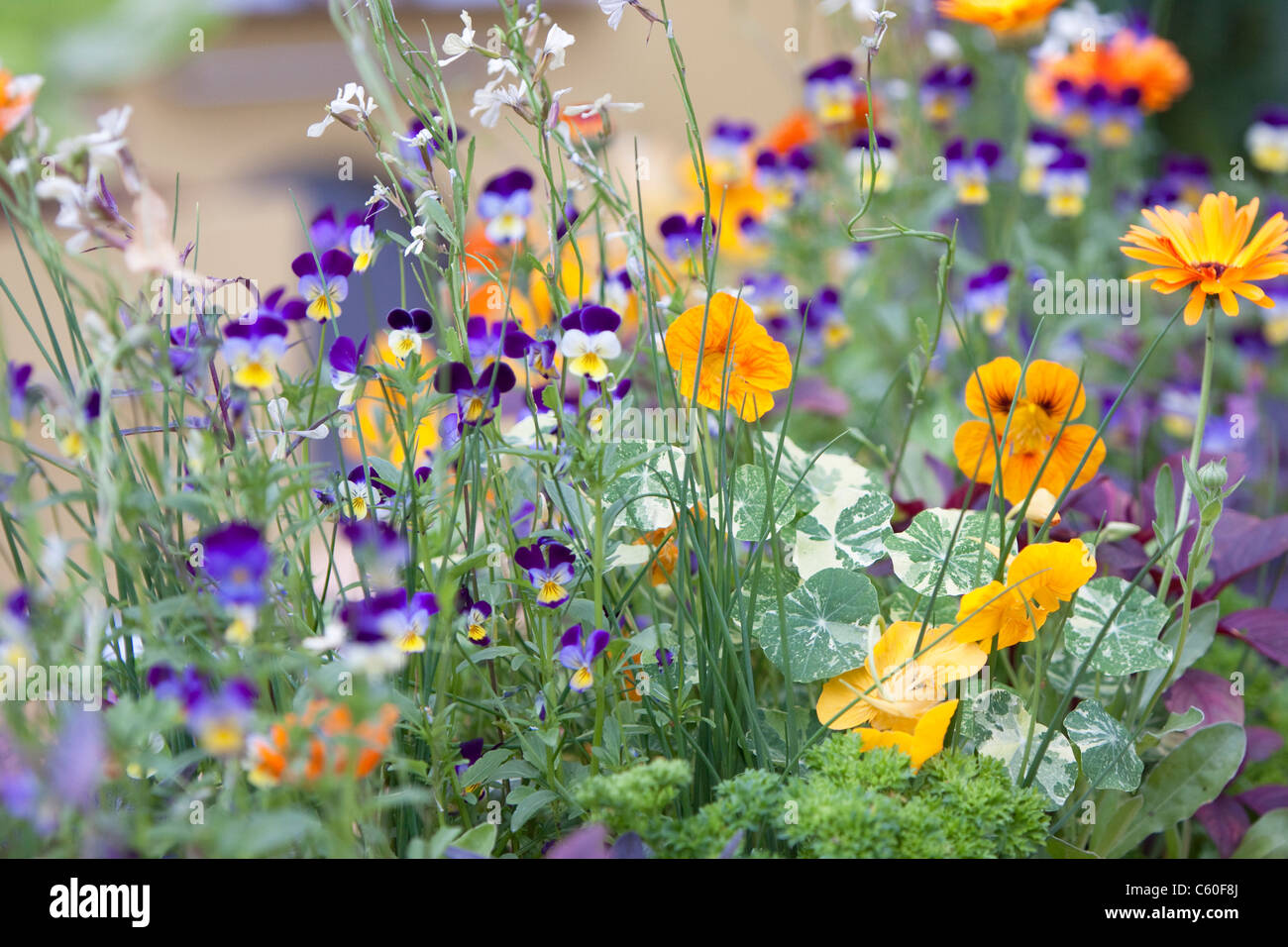 Viola flowers violet uk hi-res stock photography and images - Alamy
