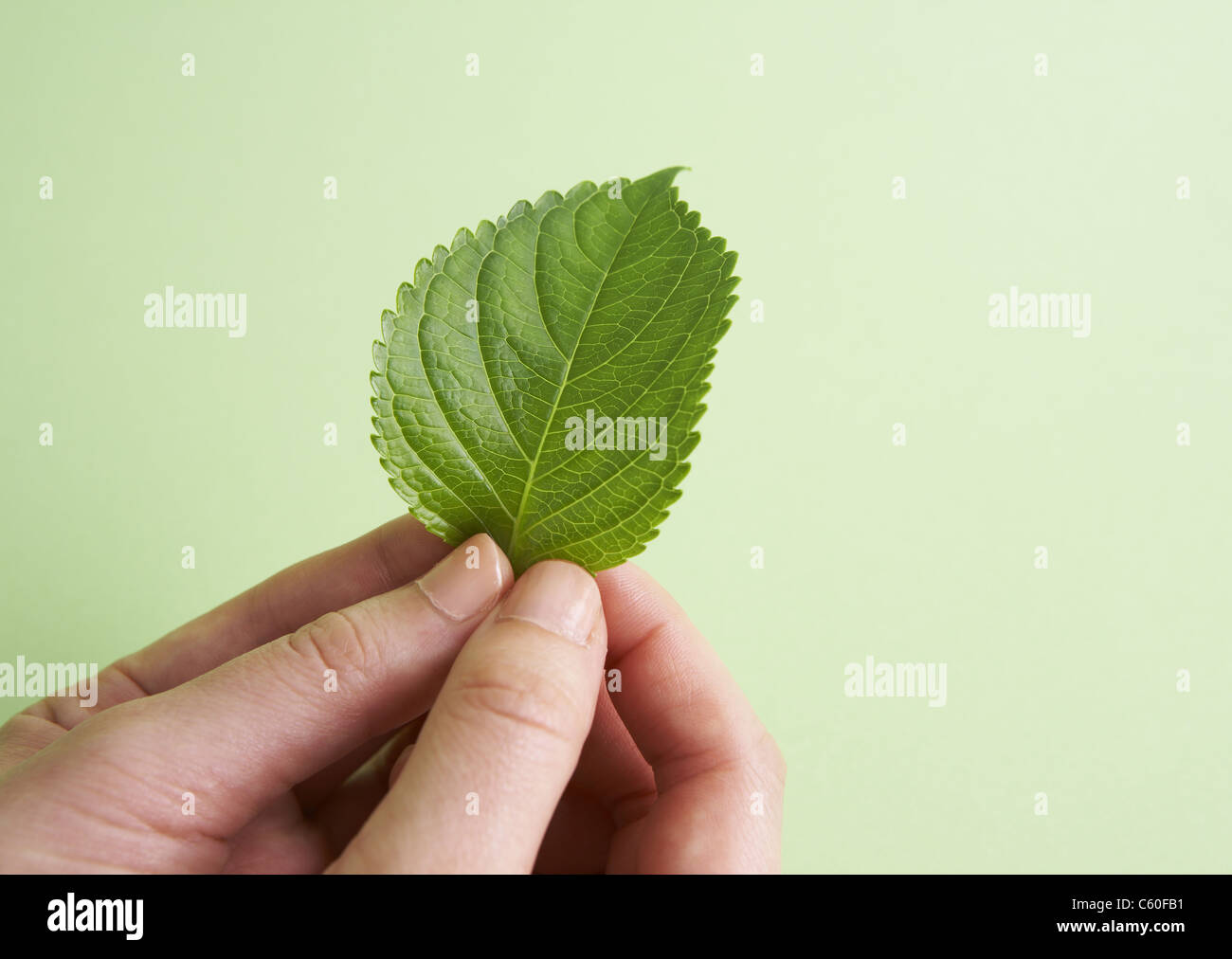 Hands holding leaf Stock Photo - Alamy