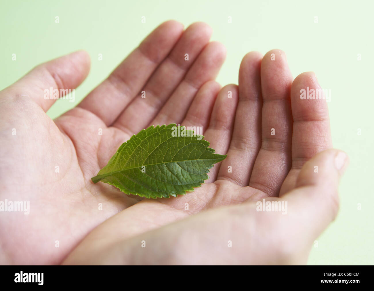 Hands holding leaf Stock Photo - Alamy