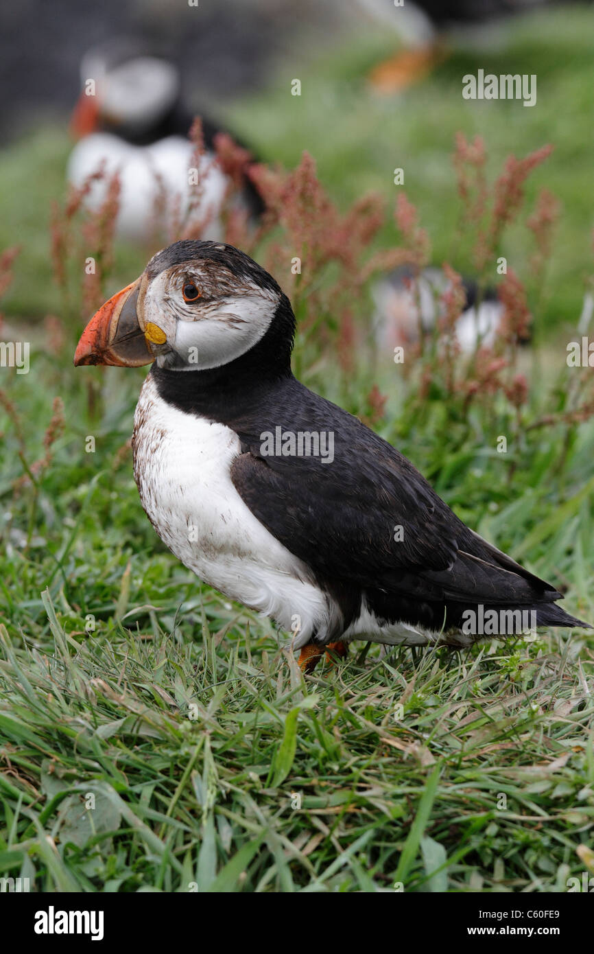 A dirty Puffin looking out from some grass Stock Photo - Alamy
