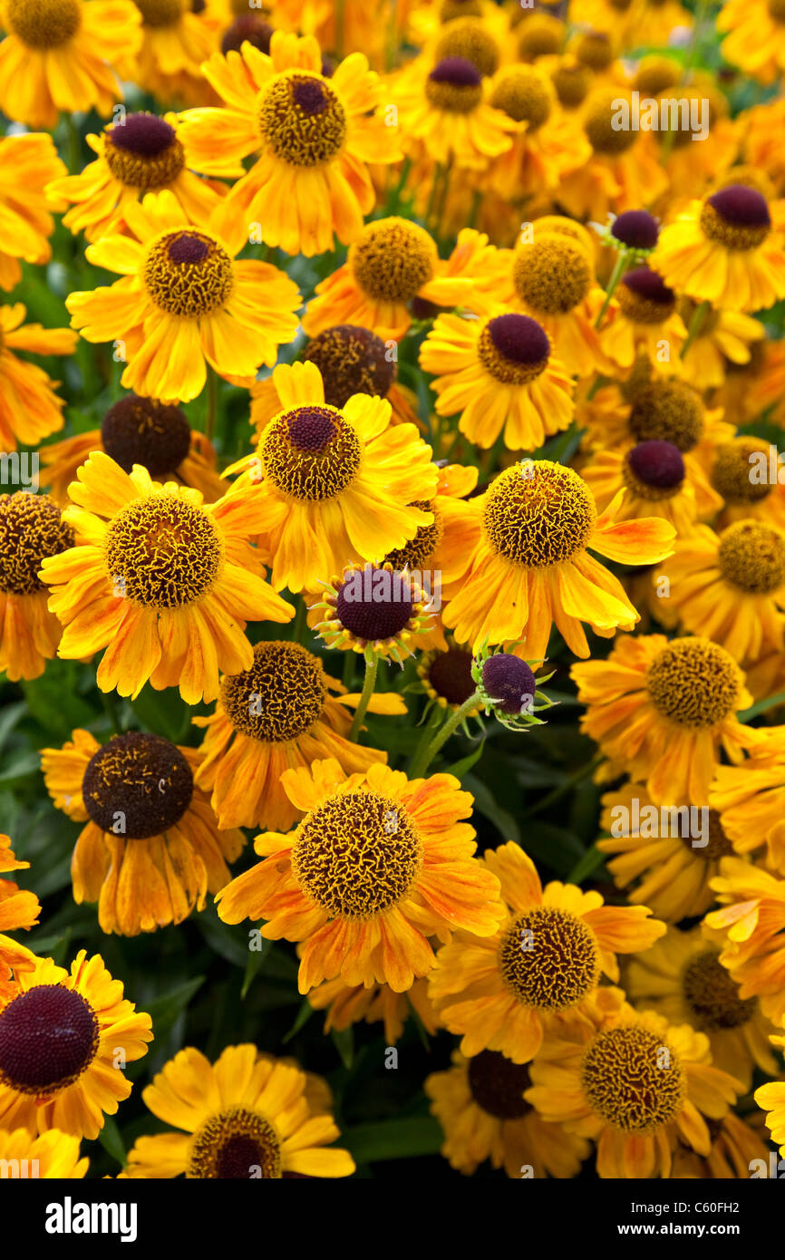 Coneflowers in garden hi-res stock photography and images - Alamy
