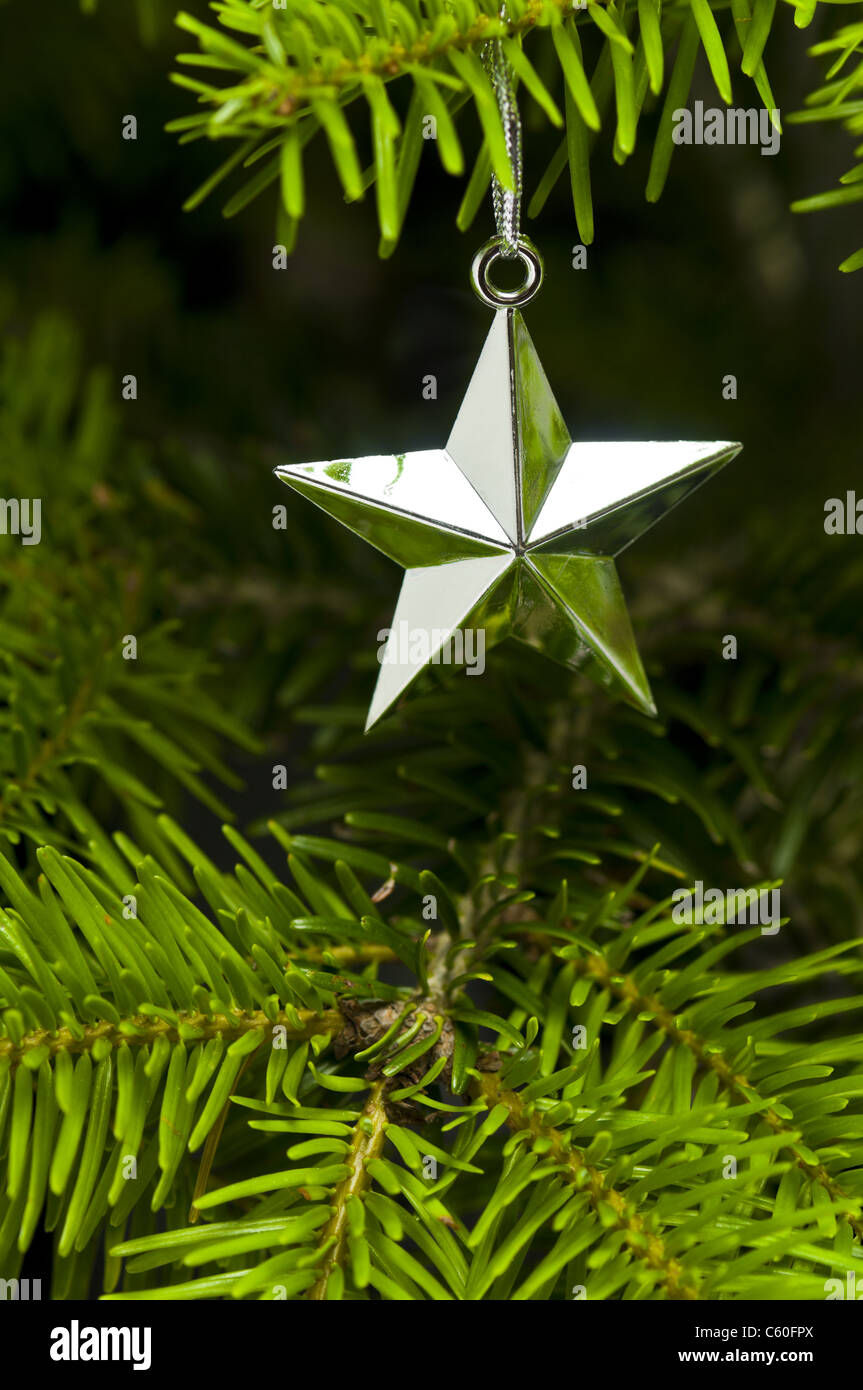 Star shape Christmas decoration in real tree Stock Photo - Alamy