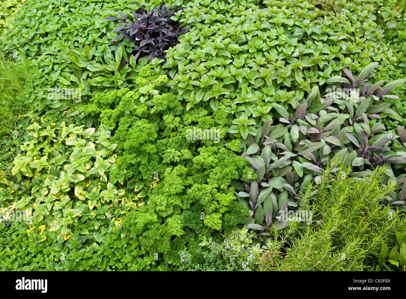 Herb garden, England, UK Stock Photo - Alamy