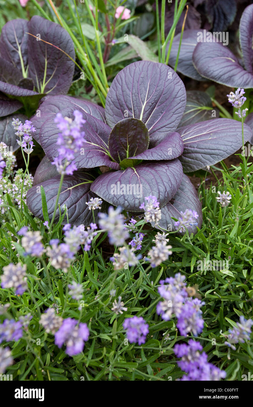 Poc a poc hi-res stock photography and images - Alamy