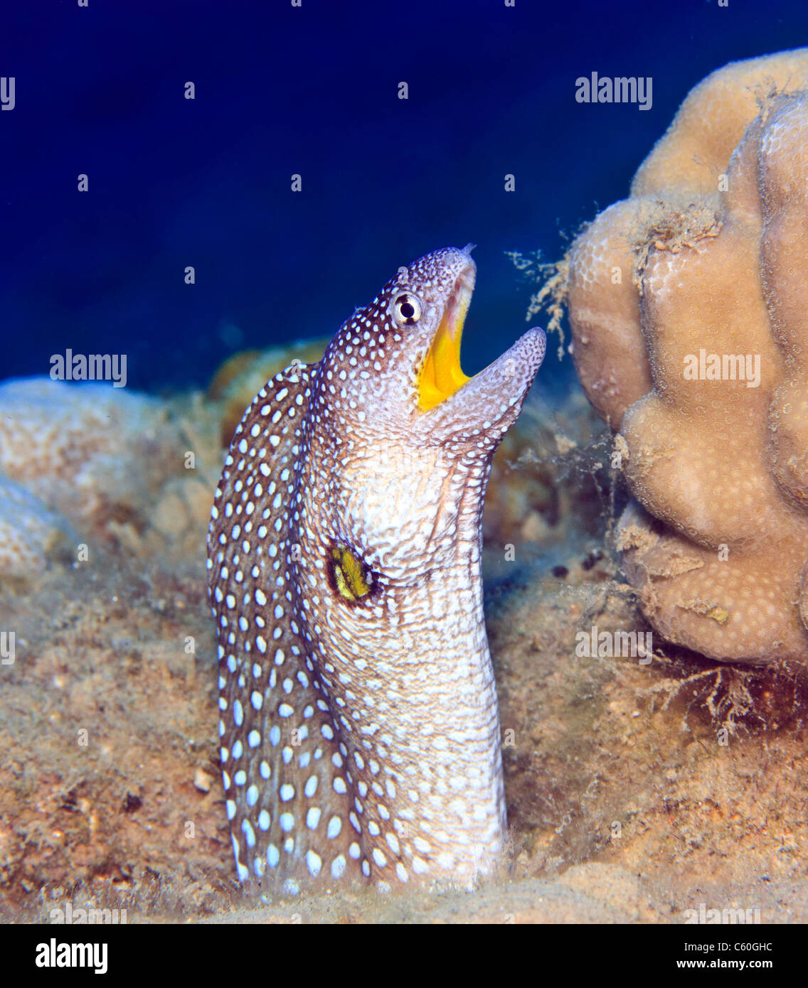 Moray eel eyes hi-res stock photography and images - Alamy