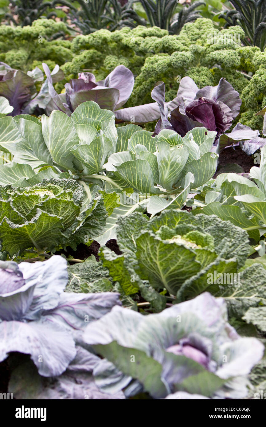 Cabbages uk hi-res stock photography and images - Alamy