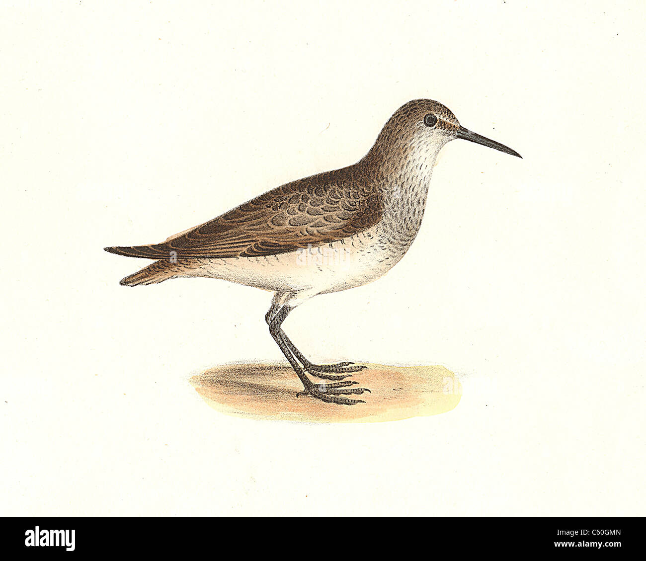 The Red-breasted Sandpiper, Knot, Red Knot (Tringa canutus, Calidris ...