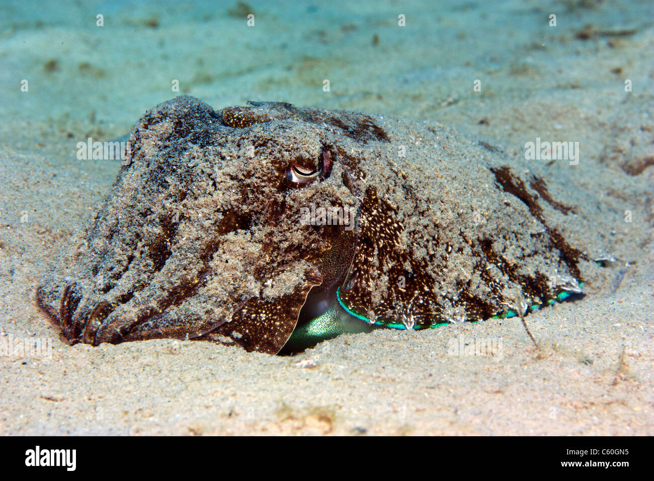 Tentacles Showing High Resolution Stock Photography and Images - Alamy