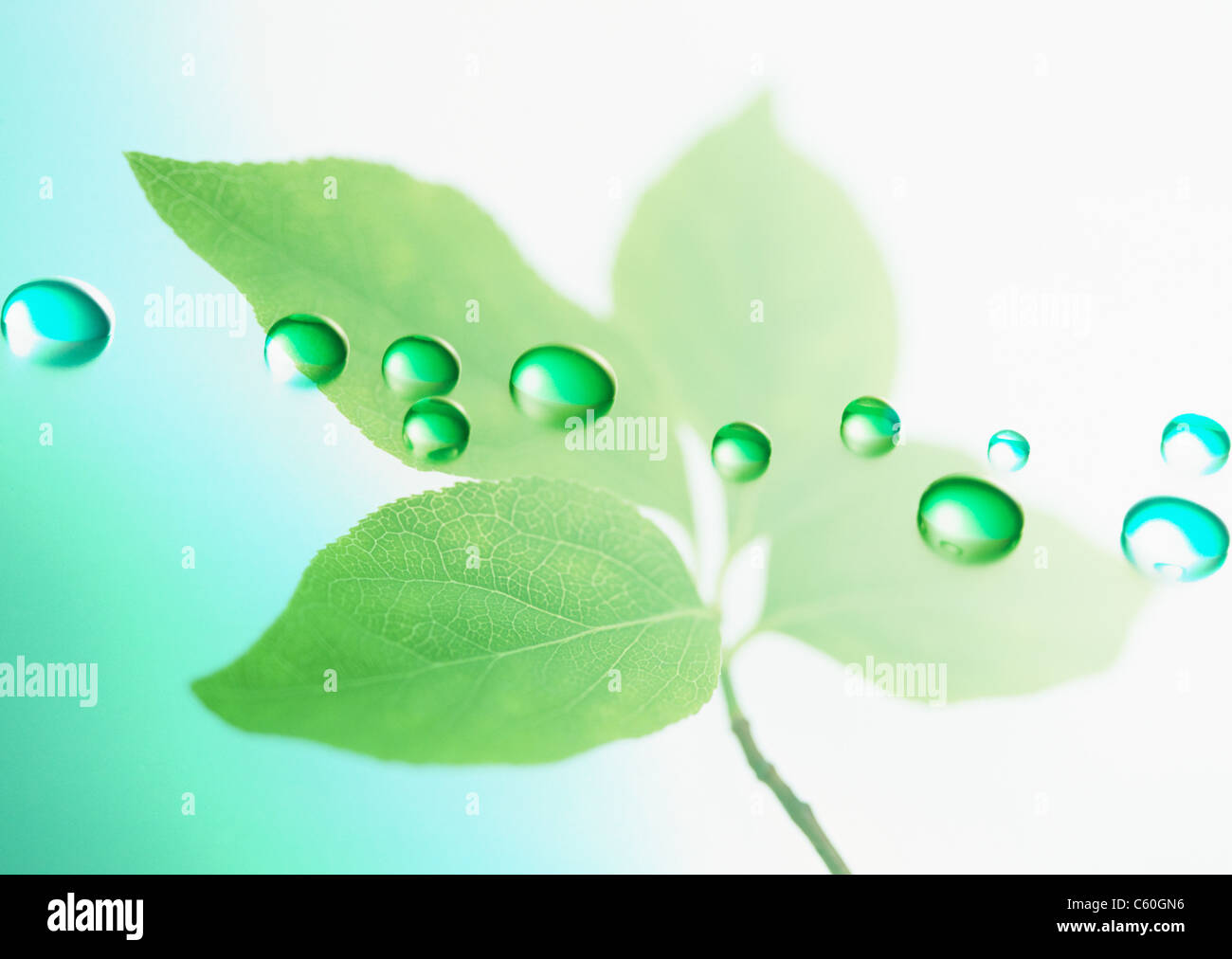 Leaves and waterdrops Stock Photo - Alamy