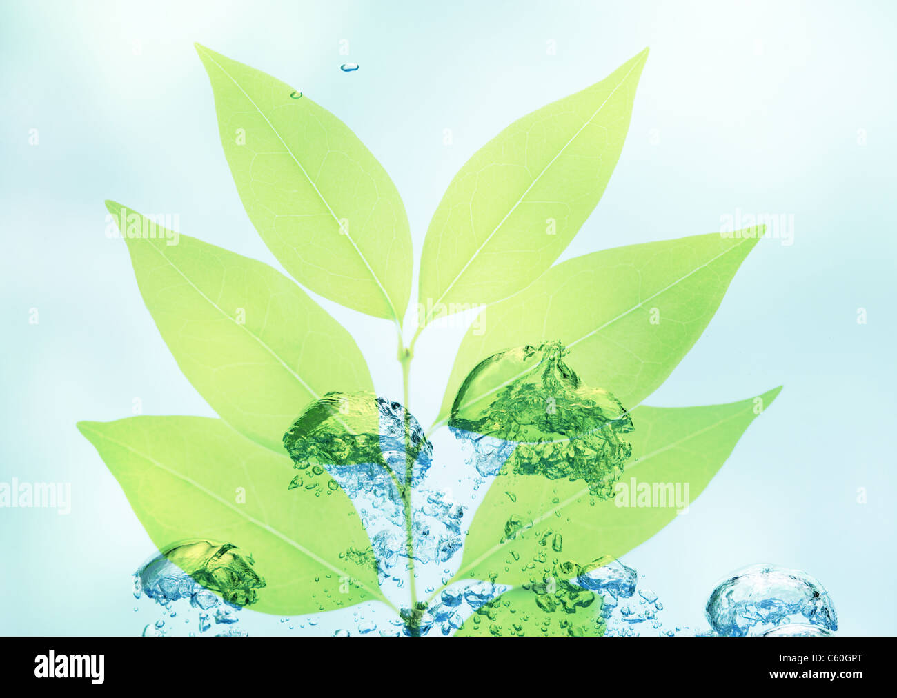 Leaves and bubbles Stock Photo - Alamy