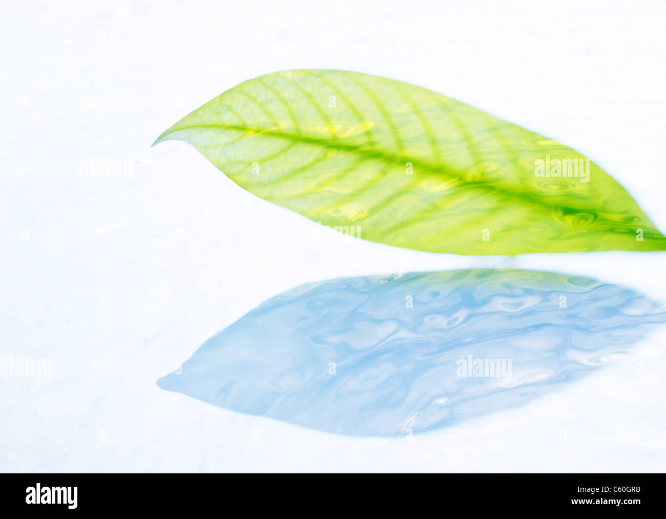 Leaf floating on water Stock Photo - Alamy