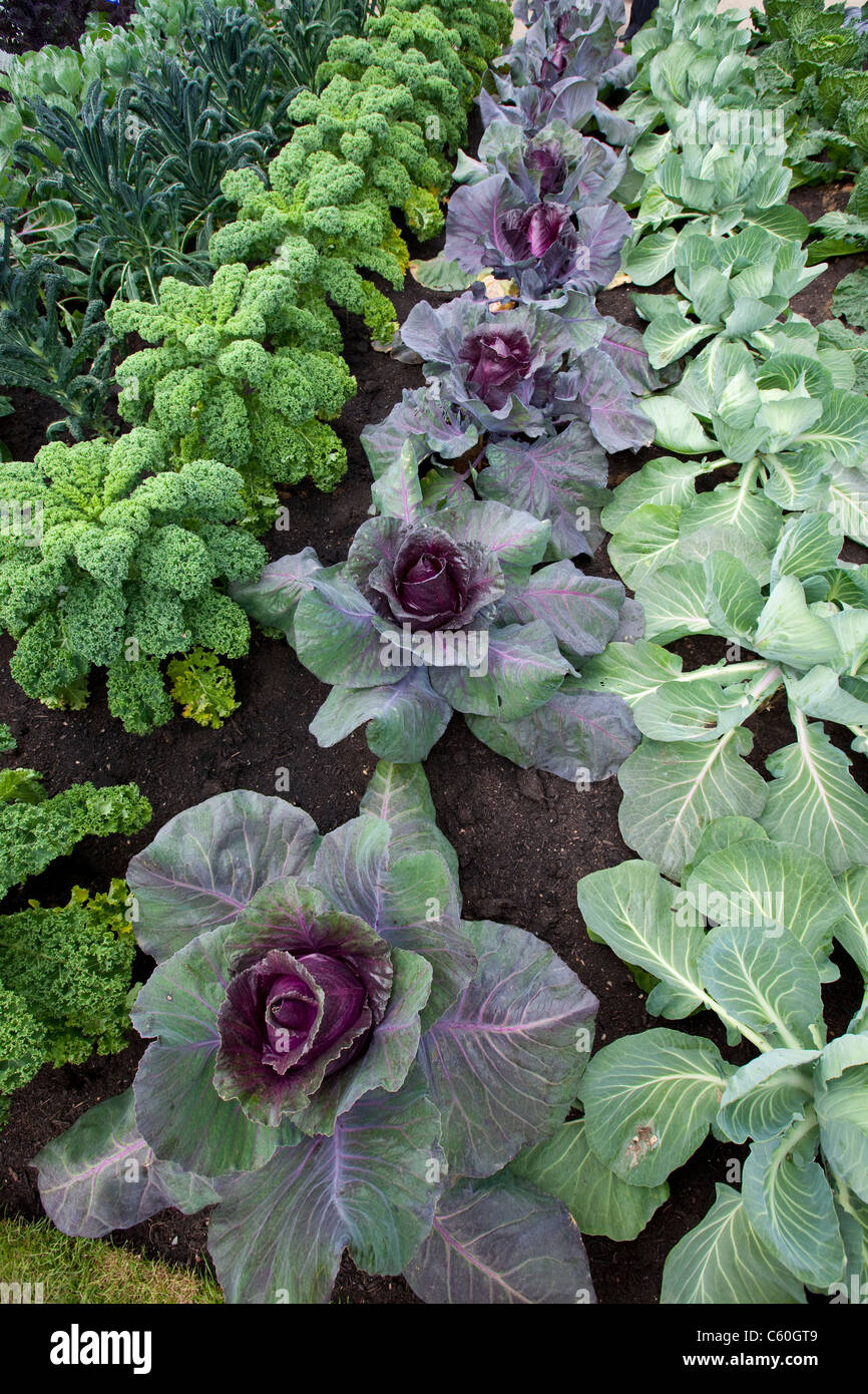 Cabbage and kale growing in an allotment, England, UK Stock Photo - Alamy