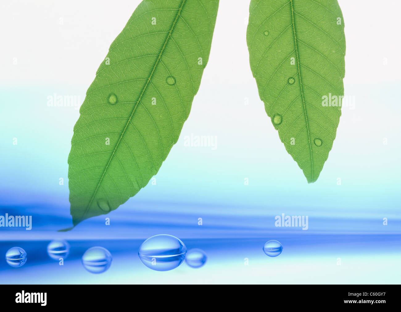 Leaves and waterdrops Stock Photo - Alamy