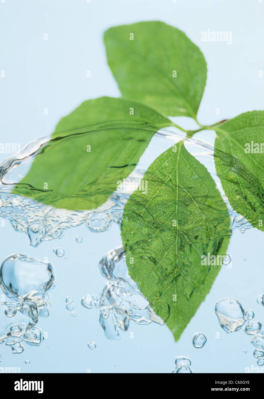 Leaves and bubbles Stock Photo - Alamy