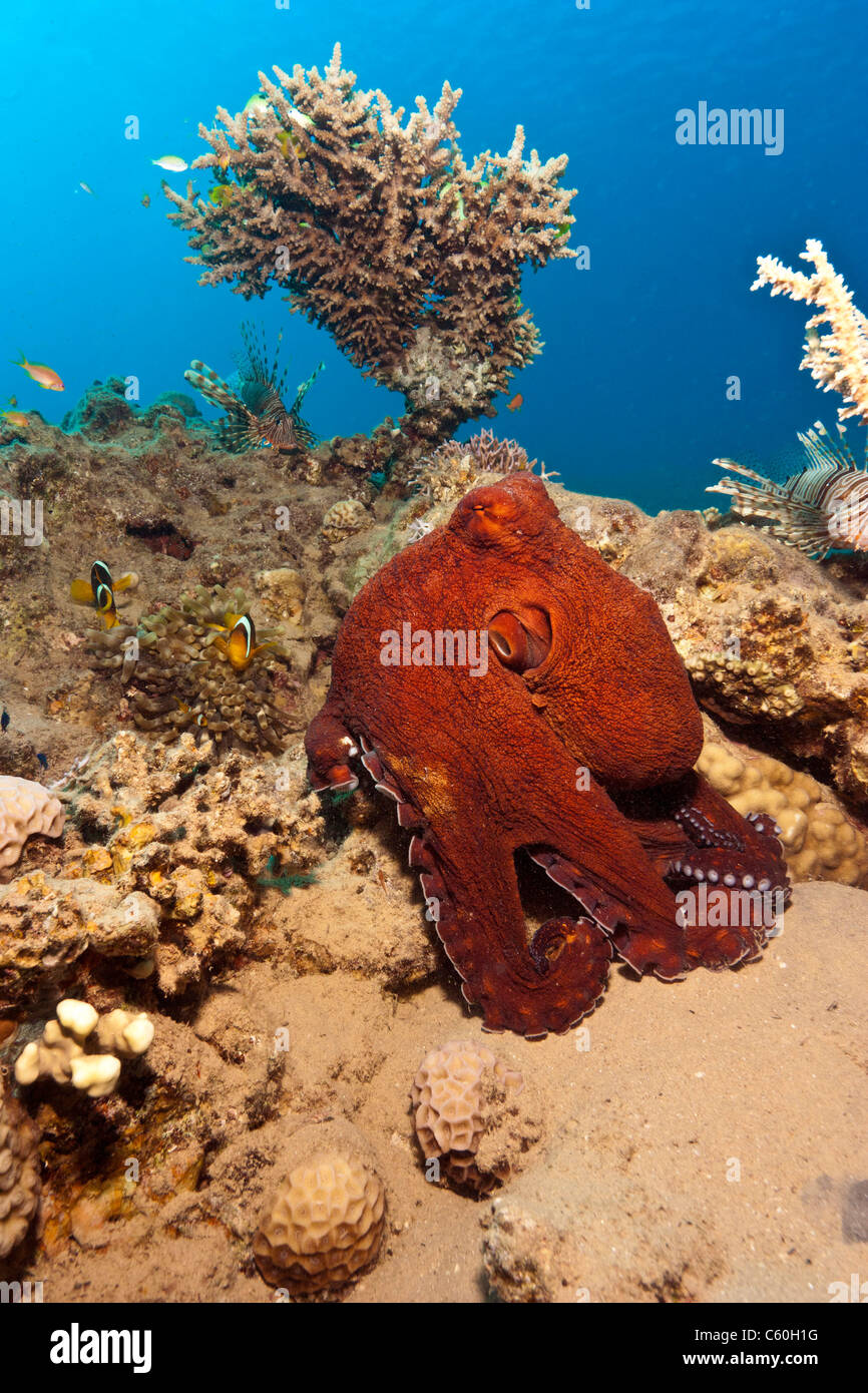 A red whitespotted Octopus on a reef in front of a table coral with ...