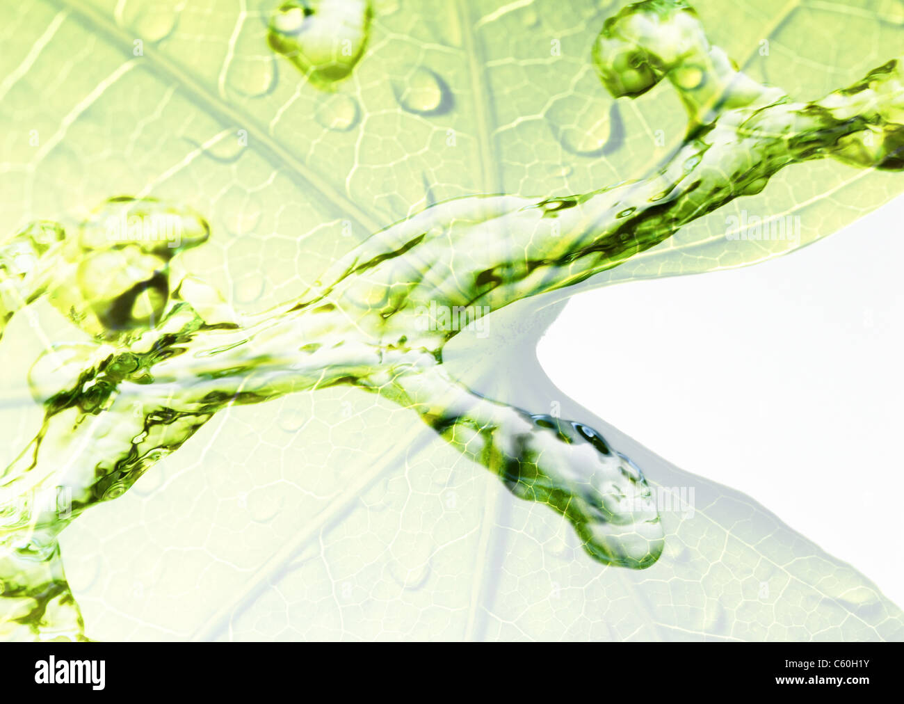 Leaf and water Stock Photo - Alamy