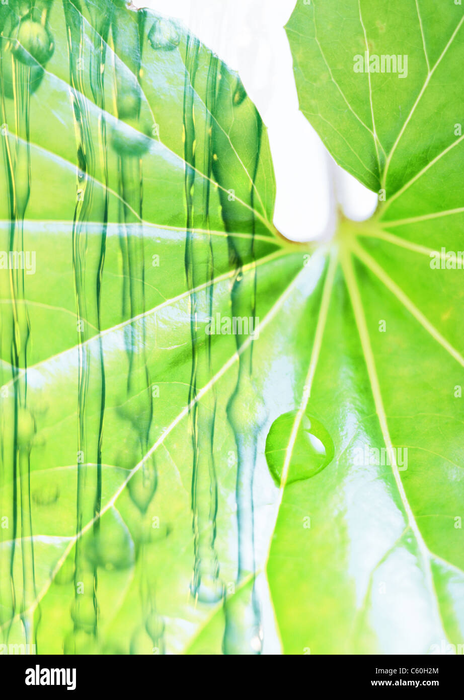 Leaf and water flow Stock Photo - Alamy