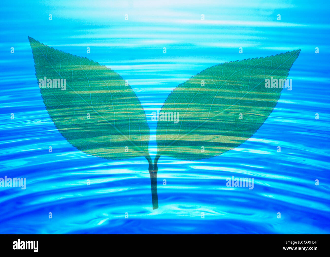 Leaves and ripples Stock Photo - Alamy