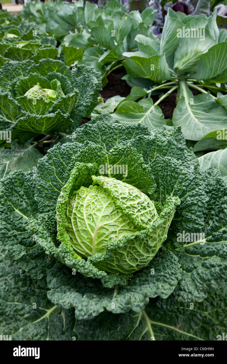 Savoy cabbage growing in an allotment, England, UK Stock Photo - Alamy