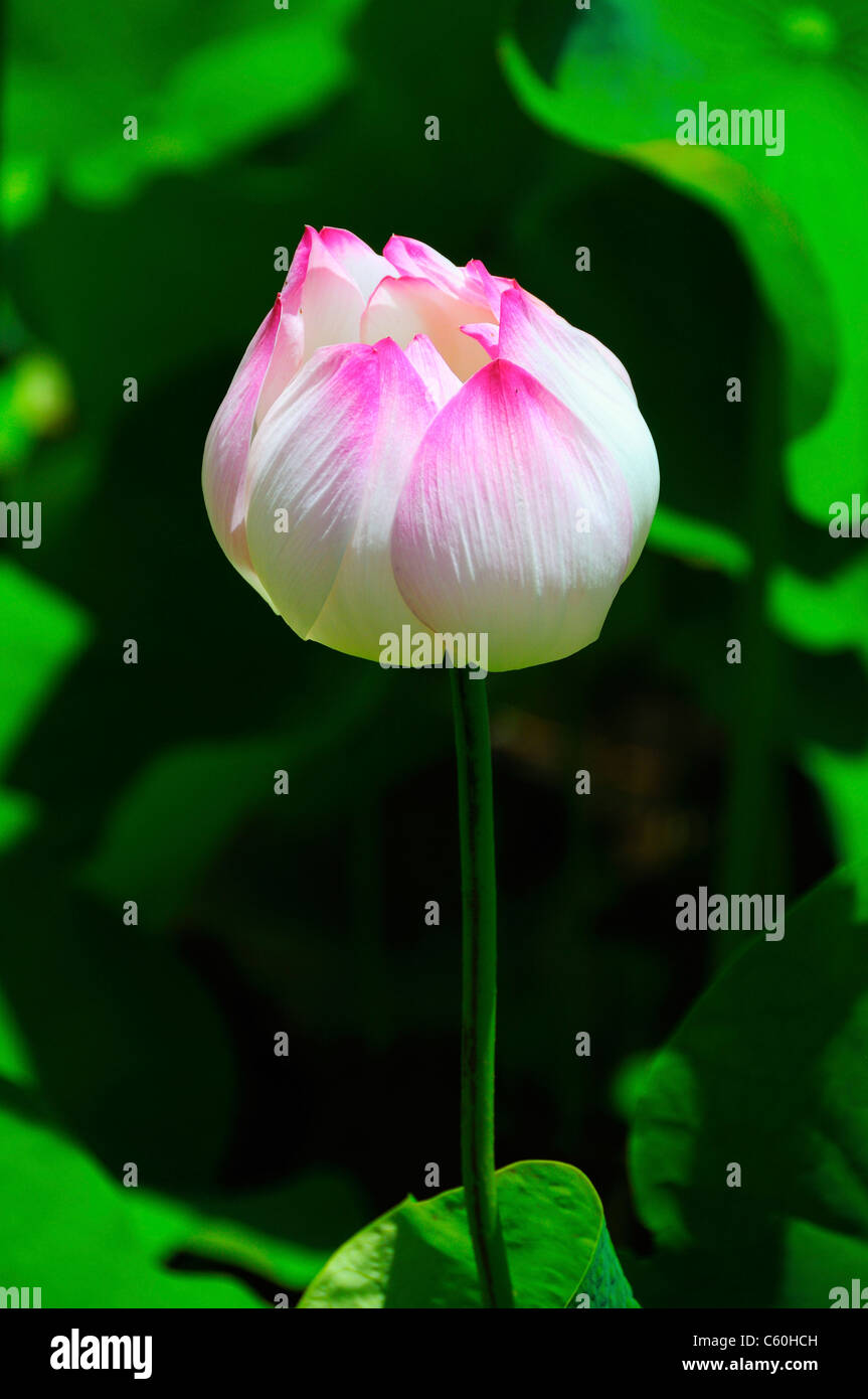 Nelumbo nucifera (sacred lotus), Nelumbonaceae family. Aquatic ...