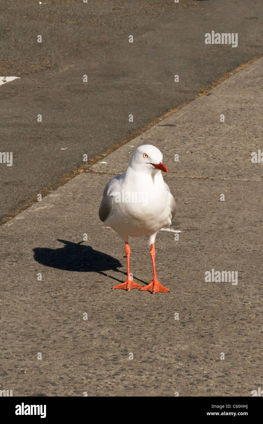 Curious seagull in the summer sun Stock Photo - Alamy