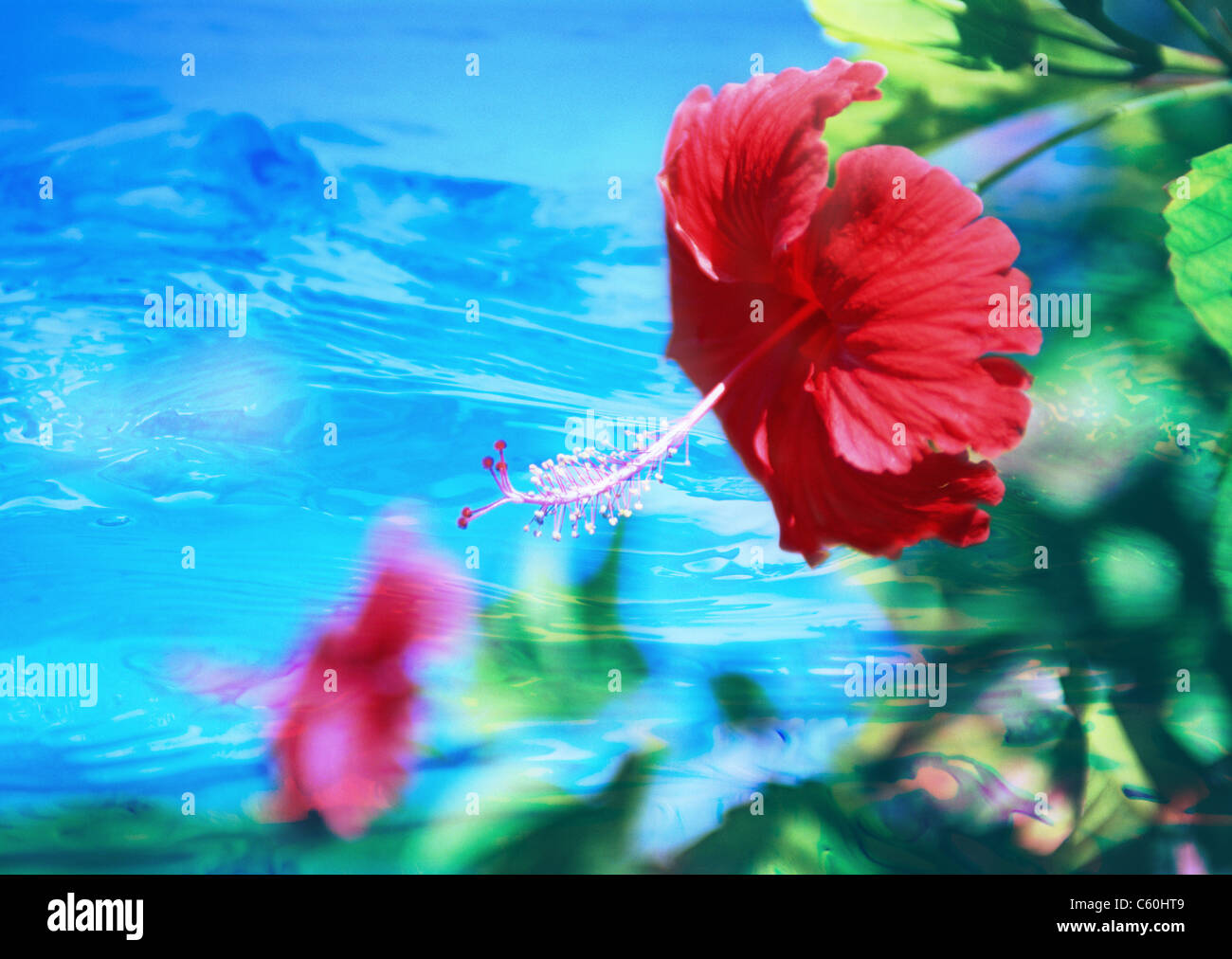 Hibiscus collage hi-res stock photography and images - Alamy