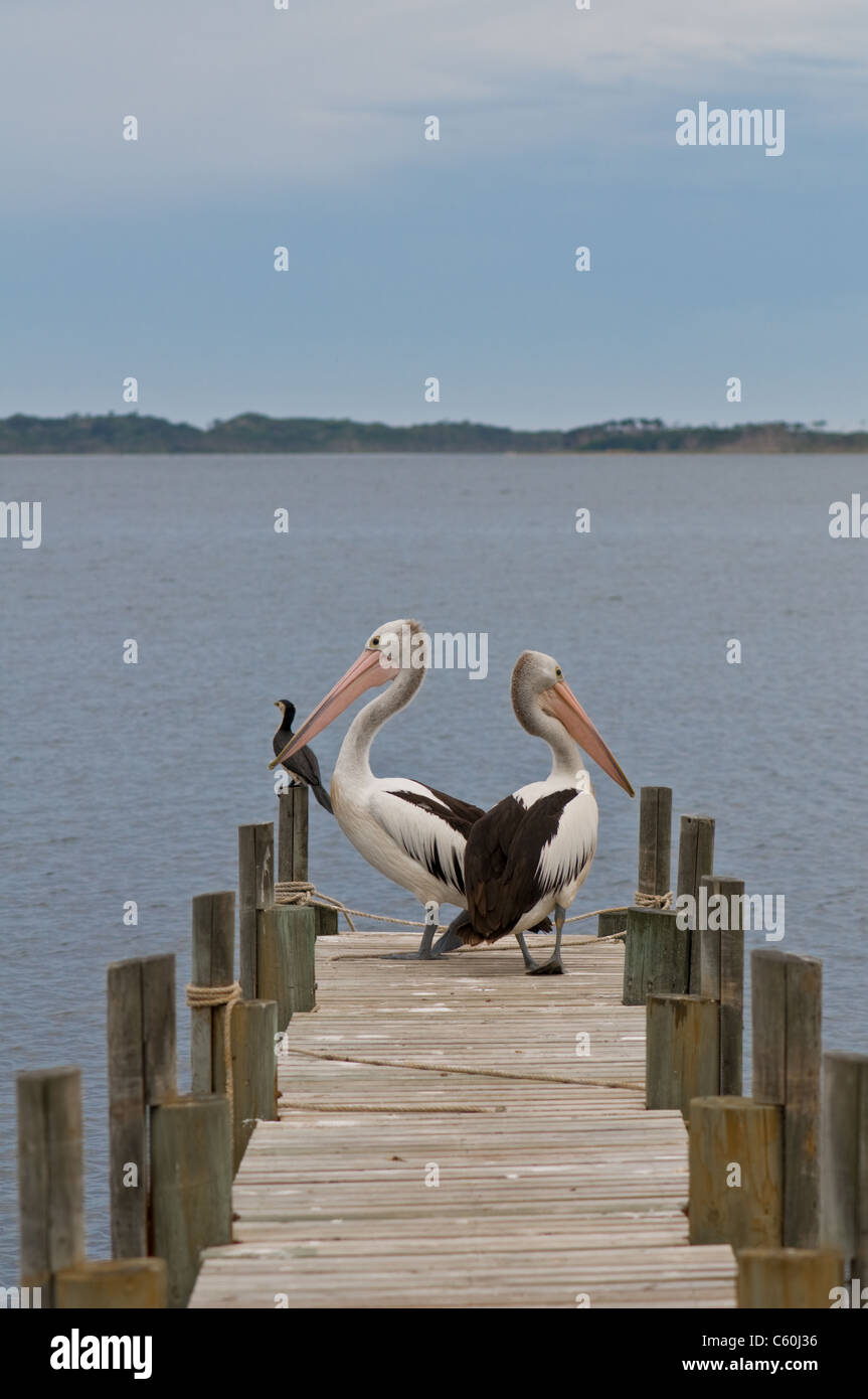 Two pelican birds on a timber landing pier with another bird Stock ...