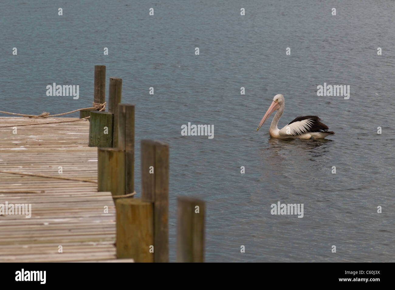 Pelican in the silent water next to a timber landing pier, mooring ...