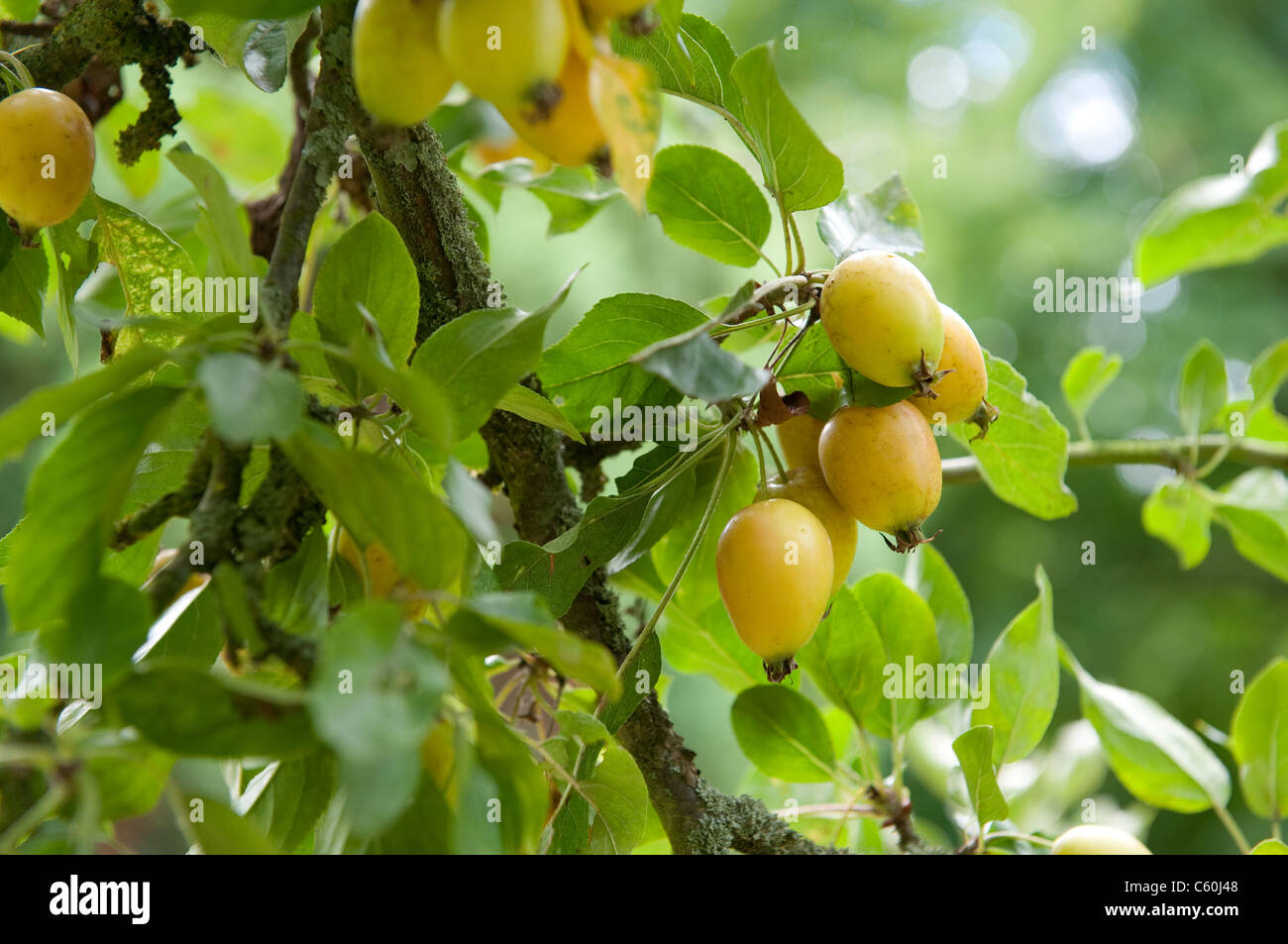 Cherry plums uk hi-res stock photography and images - Alamy