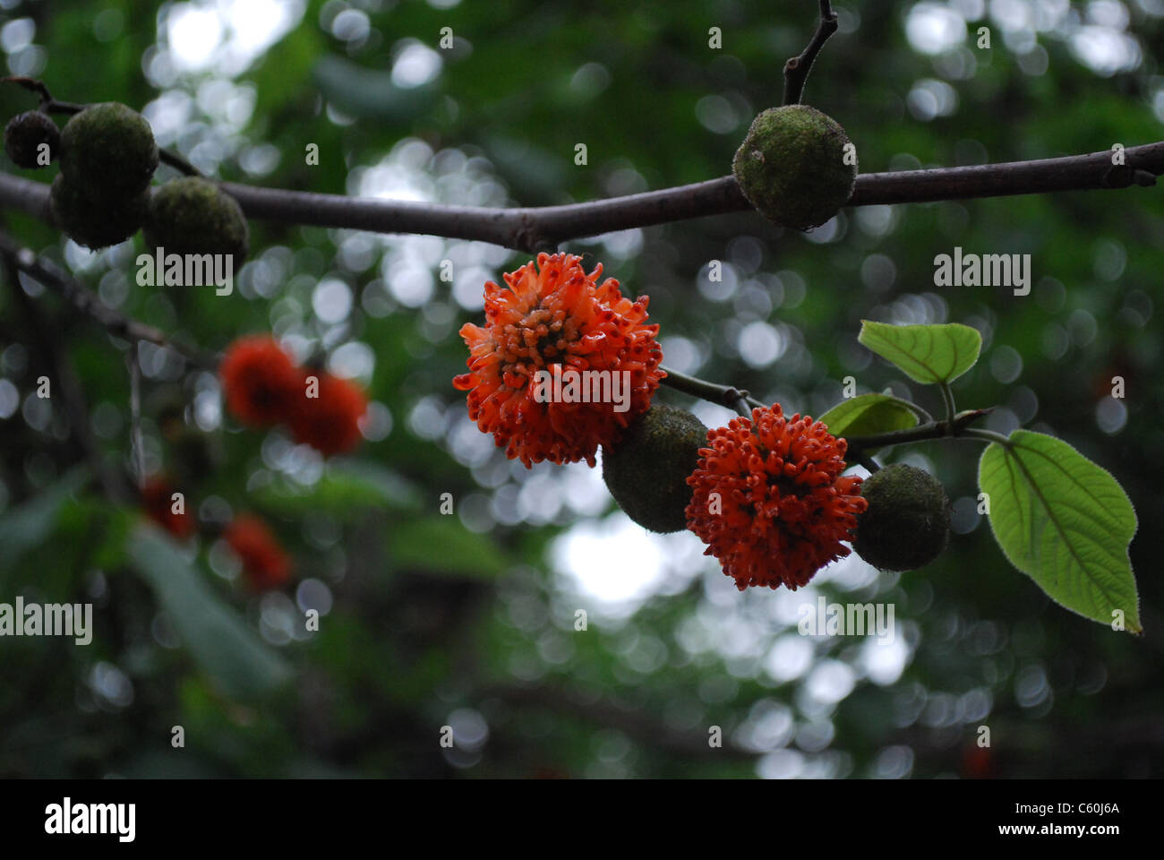 Paper mulberry hi-res stock photography and images - Alamy
