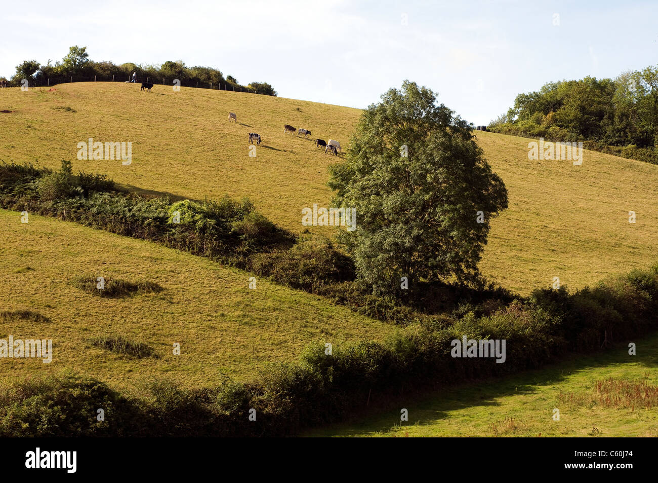 Rolling Devon Fields and Hedgerows with cattle,Devon,South West Coast ...