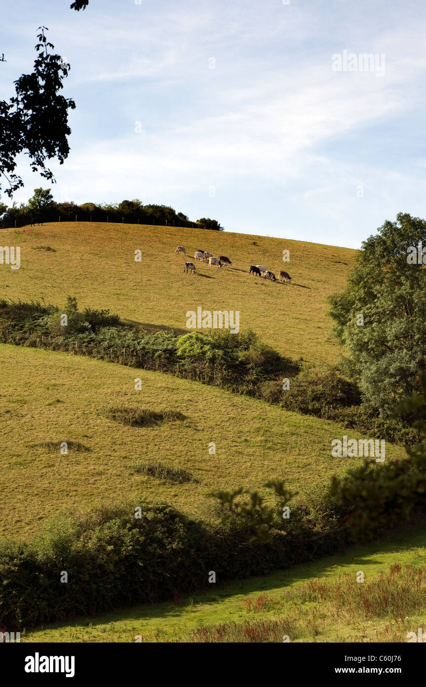 Rolling Devon Fields and Hedgerows with cattle,Devon,South West Coast ...