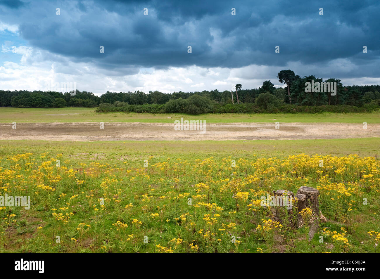 Breckland area norfolk hi-res stock photography and images - Alamy